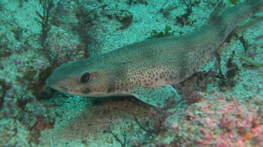 Bono de 5 inmersiones de buceo en Sanxenxo (+1 de regalo)